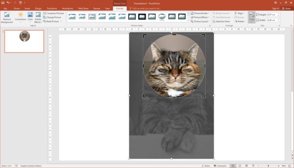 3 Simply Ways of Image Cropping in PowerPoint - PoweredTemplate Blog